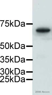 Anti-Lamin B1 antibody - Nuclear Envelope Marker (ab16048) | Abcam