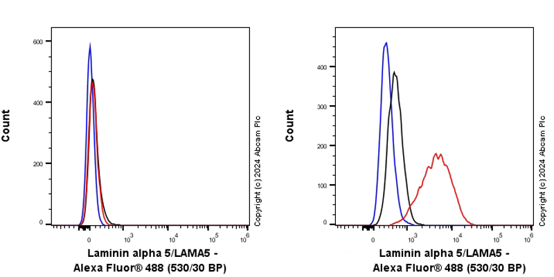 Anti-Laminin alpha 5/LAMA5 antibody [EPR28288-84] (ab318962) | Abcam