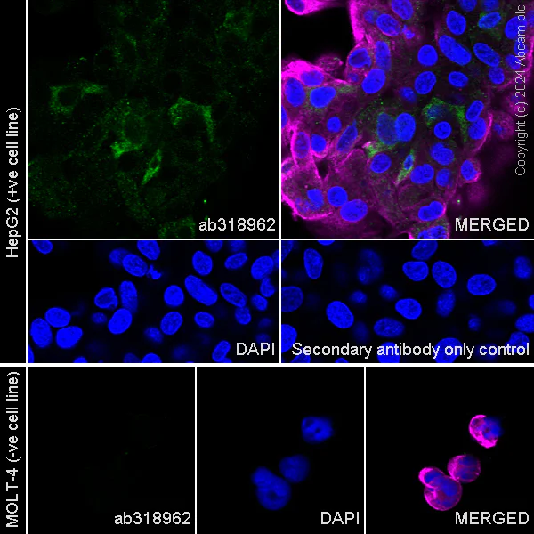 Laminin alpha 5/LAMA5抗体[EPR28288-84] (ab318962)| Abcam中文官网