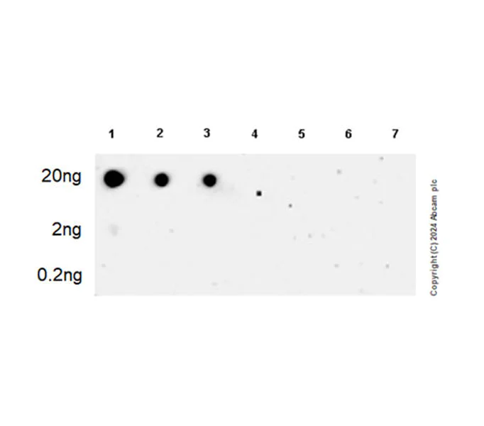 Anti-Laminin alpha 5/LAMA5 antibody [EPR28288-84] - BSA and Azide free ...