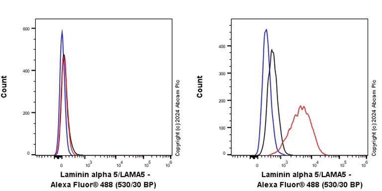 Anti-Laminin alpha 5/LAMA5 antibody [EPR28288-84] - BSA and Azide free ...