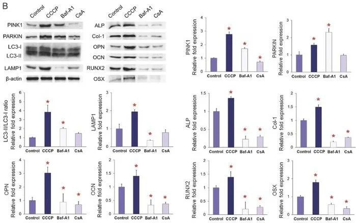 Anti-LAMP1 抗体 - Lysosome Marker (ab24170) | Abcam