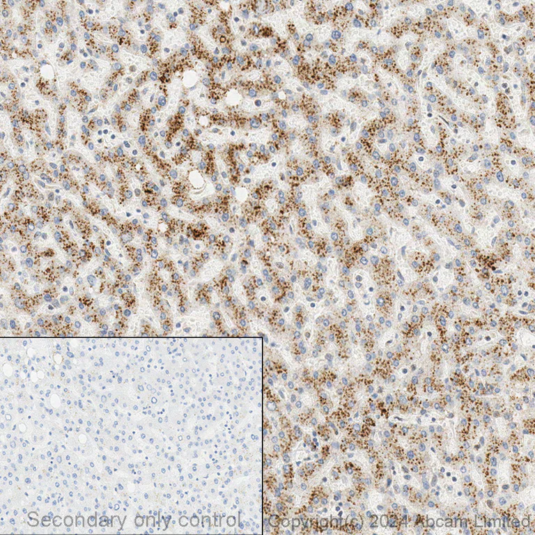 LAMP2A抗体- Lysosome Marker (ab18528)| Abcam中文官网