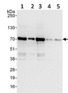 Anti-LARP7 antibody (ab134757) | Abcam