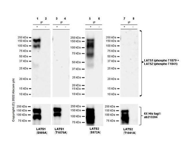 Anti-LATS1/WARTS (phospho T1079) + LATS2 (phospho T1041) antibody ...
