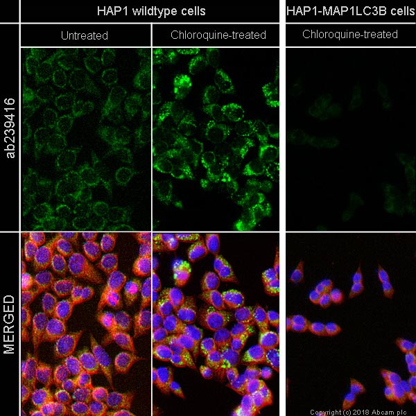 LC3B抗体 (ab51520)| Abcam中文官网