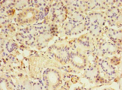 Anti-LDAH antibody (ab235340) | Abcam