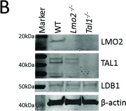 Anti-LDB1 antibody. Rabbit polyclonal (ab96799) | Abcam