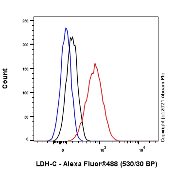 Anti-LDH-C antibody [EP1746Y] (ab52747) | Abcam