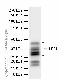 LEF1抗体 (ab85052)| Abcam中文官网