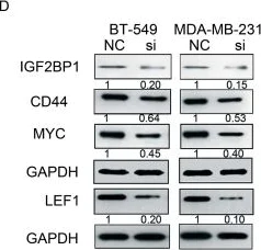 LEF1抗体[EP2030Y] (ab53293)| Abcam中文官网