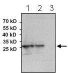 Anti-Lin28A antibody (ab175352) | Abcam