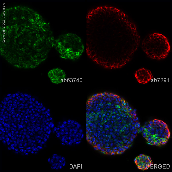 Anti-Lin28A antibody (ab63740) | Abcam