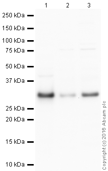 Anti-Lin28A antibody (ab63740) | Abcam