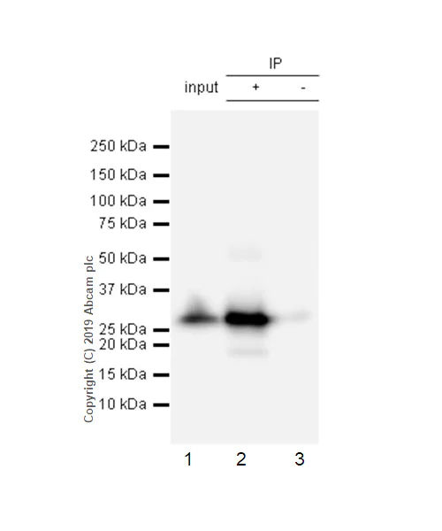 Anti-Lin28A antibody [EPR4640] Rabbit monoclonal (ab124765) | Abcam