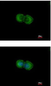 Anti-LIN7 antibody (ab127049) | Abcam