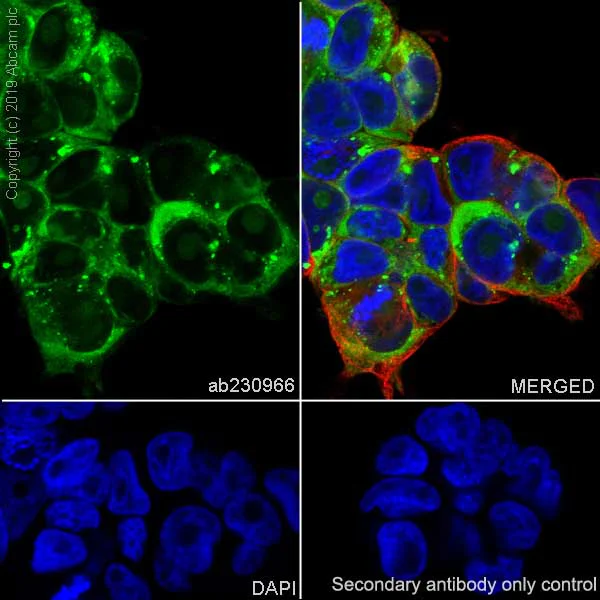 Anti-LINE-1 ORF1p antibody [EPR22227-54] (ab230966) | Abcam