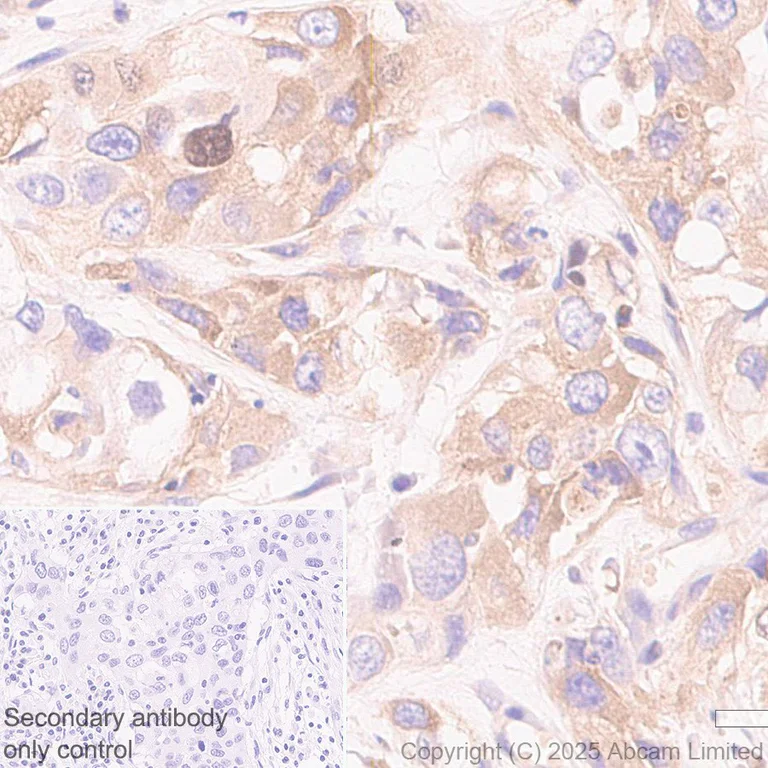 Anti-LIPH antibody [EP12065] - BSA and Azide free (ab251146) | Abcam
