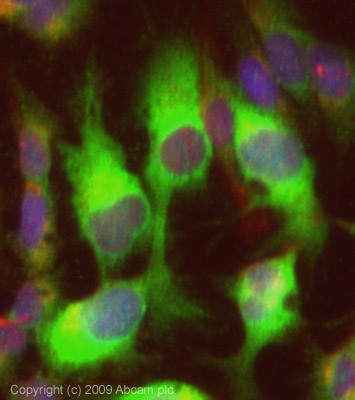 Anti-Liver Carboxylesterase 1/CES1 antibody (ab45957) | Abcam