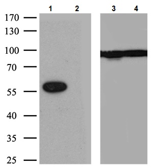 Anti-LMAN1 antibody [OTI1B8] (ab118407) | Abcam
