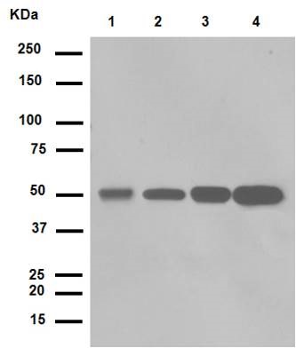 Anti-LOX antibody [EPR4025] (ab174316) | Abcam