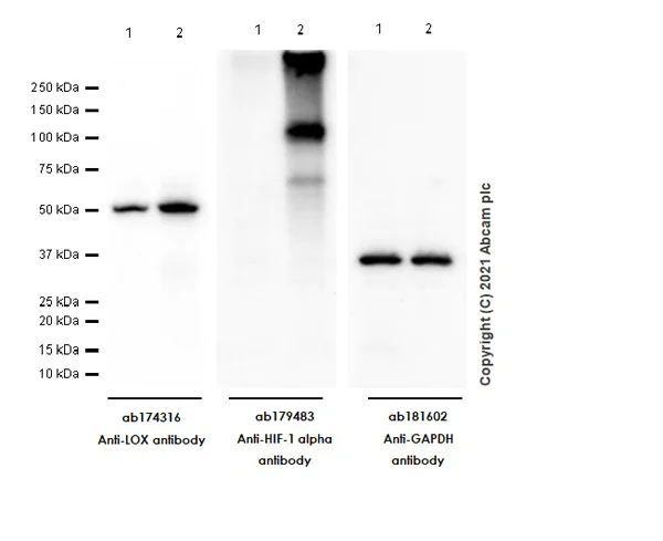 Anti-LOX antibody [EPR4025] (ab174316) | Abcam