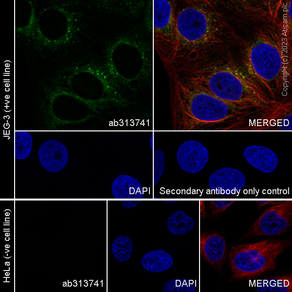 Anti-Lrp2 / Megalin antibody [EPR26093-68] 20 ul size (ab313741) | Abcam