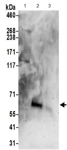 Anti-LSR antibody (ab191180) | Abcam