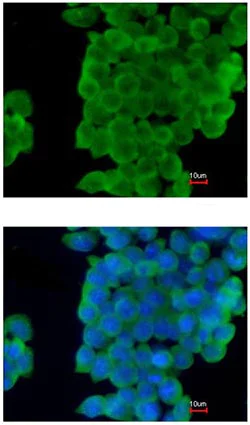 Anti-LXN/TCI antibody (ab154744) | Abcam