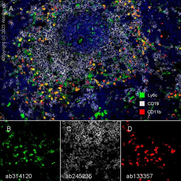 Anti-Ly6c antibody [EPR27220-23] (ab314120) | Abcam