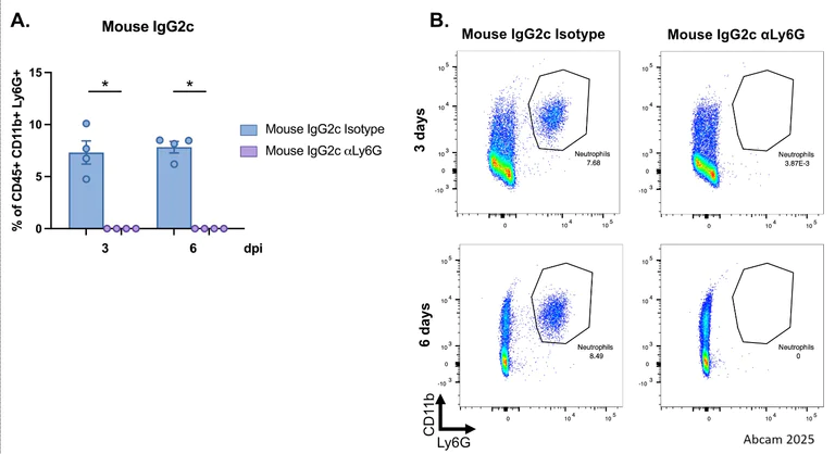Anti-Ly6g antibody [1A8]- mouse IgG2c (Chimeric)- Low endotoxin, Azide ...