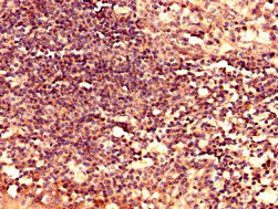 Anti-LY6H antibody (ab238875) | Abcam