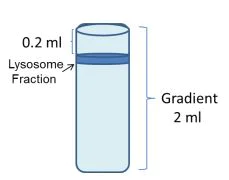 Lysosome Isolation Kit (ab234047) | Abcam