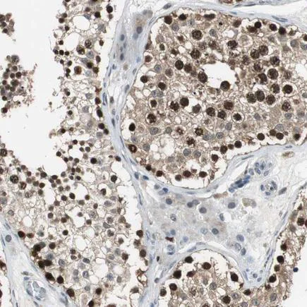 Anti-MafB antibody (ab223744) | Abcam