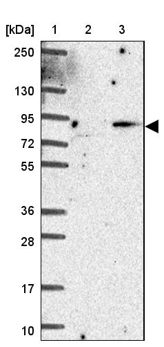 Anti-MAMDC2 antibody (ab121697) | Abcam