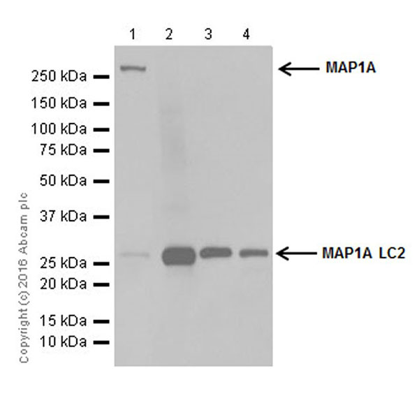 Anti-MAP1A antibody [EPR18994] (ab184350) | Abcam