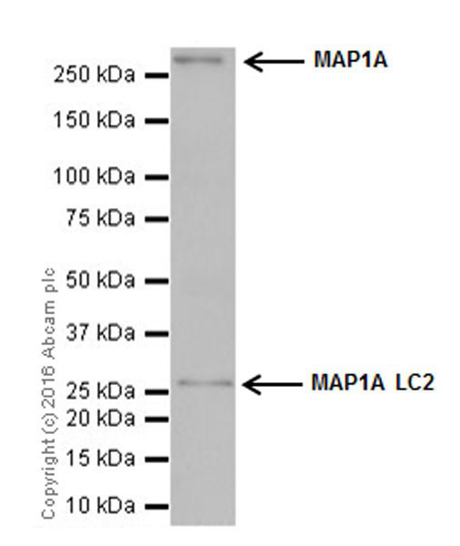 Anti-MAP1A antibody [EPR18994] (ab184350) | Abcam