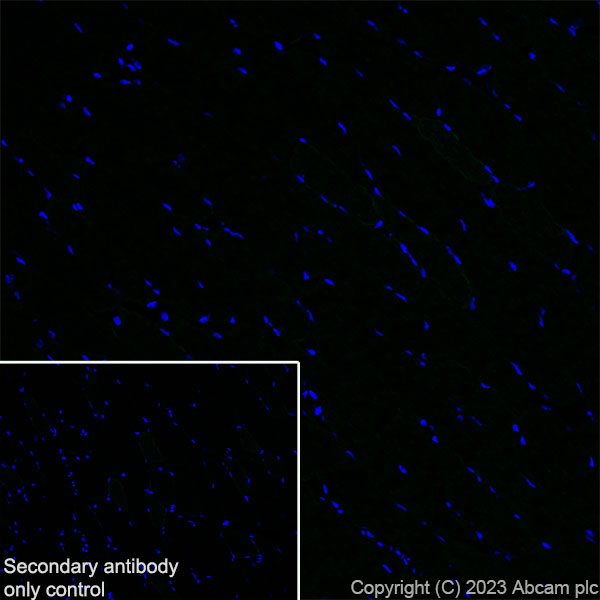 Anti-MAP2 antibody [EPR19691] - Chicken IgY (Chimeric) - BSA and Azide ...