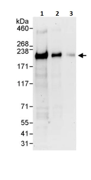 Anti-MAP4 antibody (ab245578) | Abcam