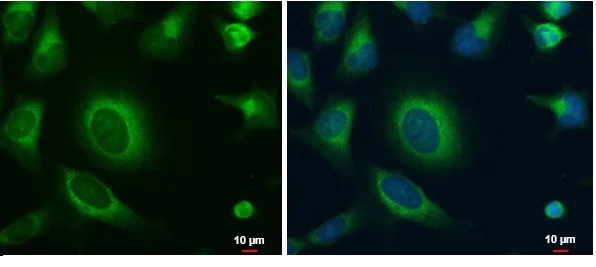 Anti-MARC1 antibody (ab229082) | Abcam