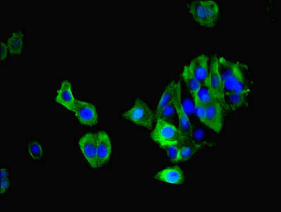 Anti-MAS1 antibody (ab235914) | Abcam