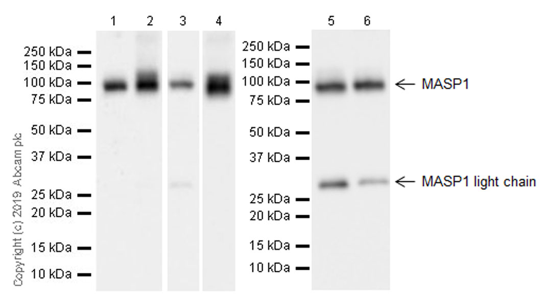 Anti-MASP1 antibody [EPR22680-36] (ab255814) | Abcam