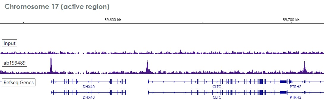 Anti-MAX antibody [EPR19352] - ChIP Grade (ab199489) | Abcam