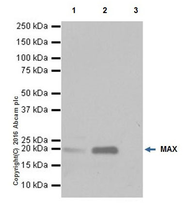 Anti-MAX antibody [EPR19352] - ChIP Grade (ab199489) | Abcam