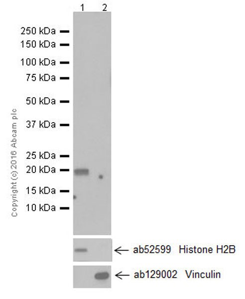 Anti-MAX antibody [EPR19352] - ChIP Grade (ab199489) | Abcam