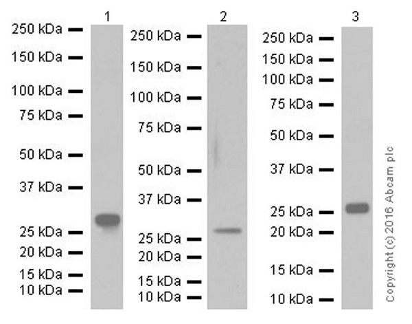 Anti-MBL1+MBL2 antibody [EPR18381-156] (ab190834) | Abcam