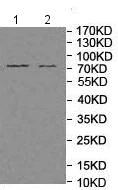 Anti-MCCC1 antibody (ab197282) | Abcam