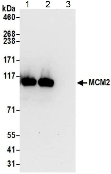 Anti-MCM2 antibody (ab4461) | Abcam