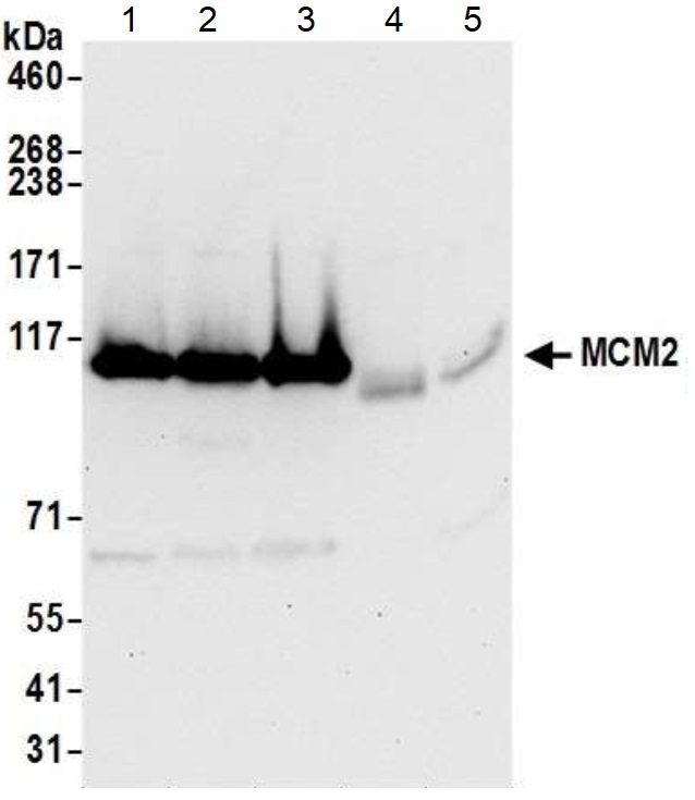 Anti-MCM2 antibody (ab4461) | Abcam