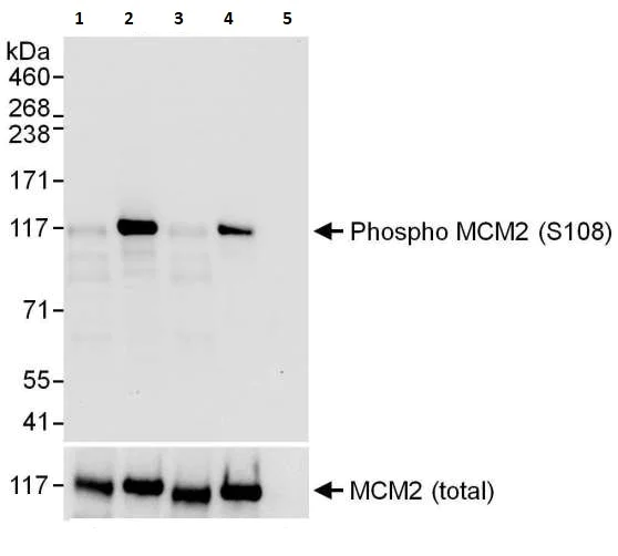 Anti-MCM2 (phospho S108) antibody (ab264114) | Abcam